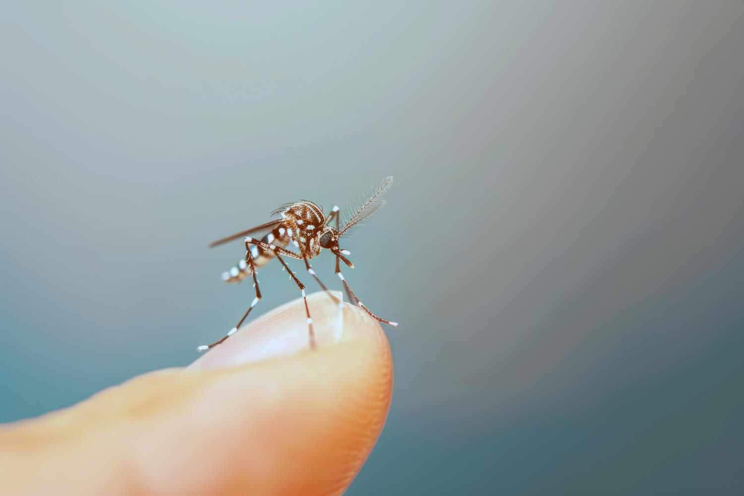 Ultimate 2025 Mosquito Fogger Guide | Invatech Italia